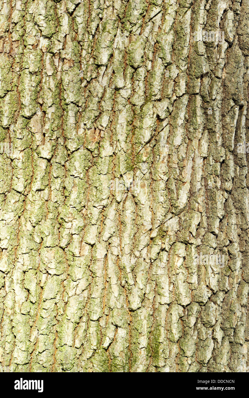 Coarse lines hi-res stock photography and images - Alamy