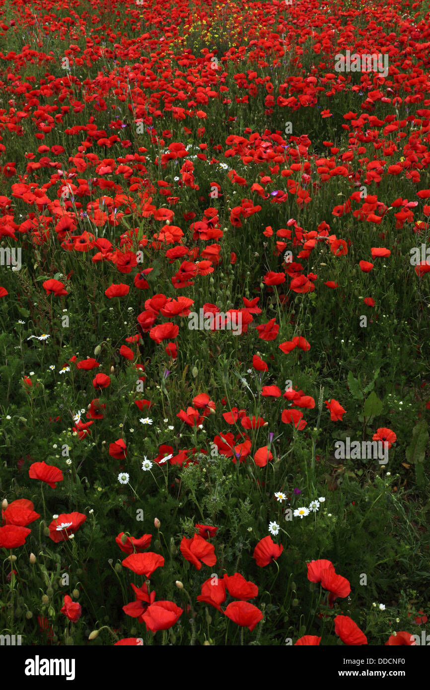 blood red corn poppies Stock Photo - Alamy