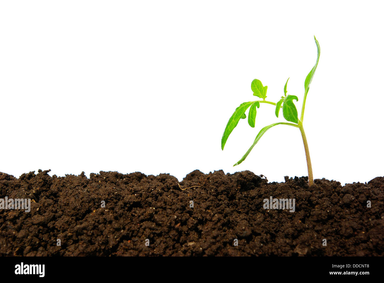 Springing into new life hi-res stock photography and images - Alamy