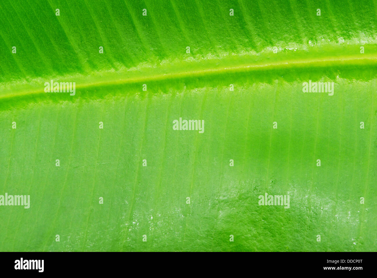 leaf background Stock Photo - Alamy