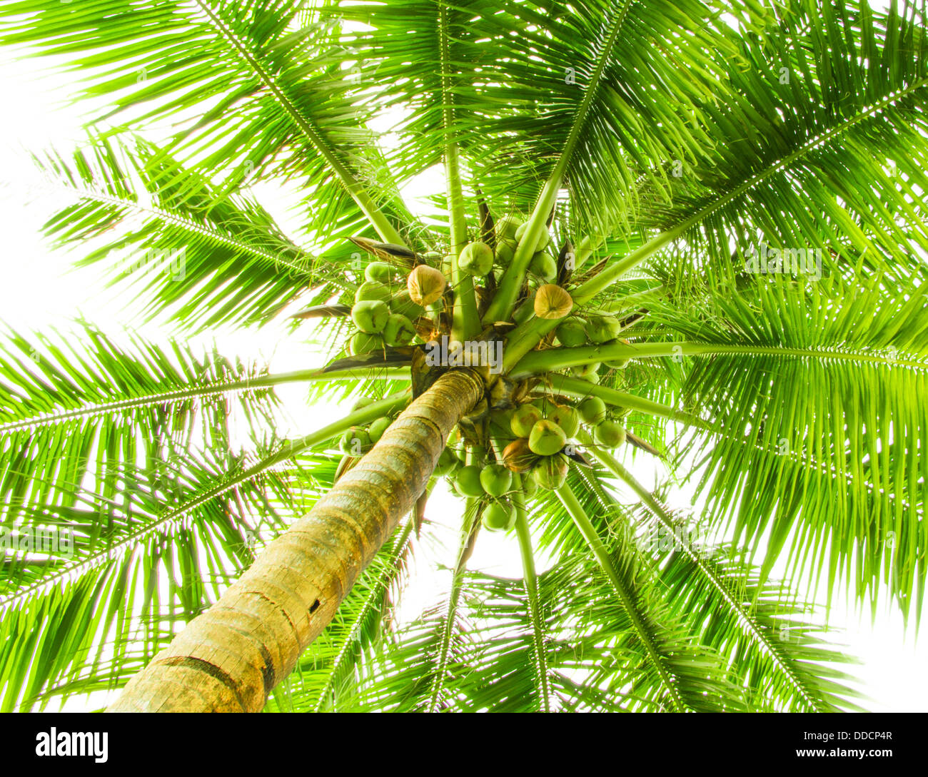 Leaves of palm tree Stock Photo - Alamy