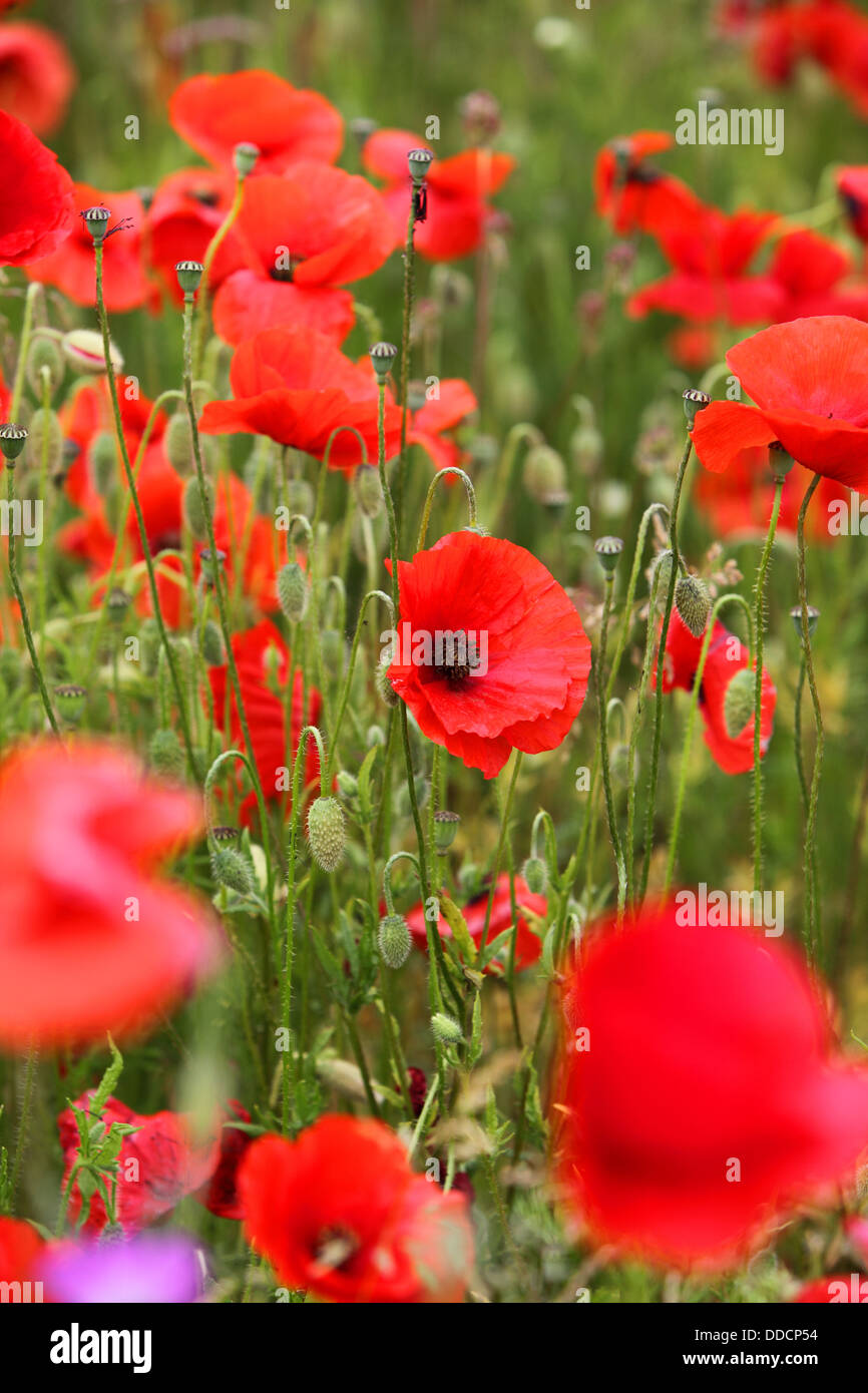 scarlet red corn poppy Stock Photo - Alamy