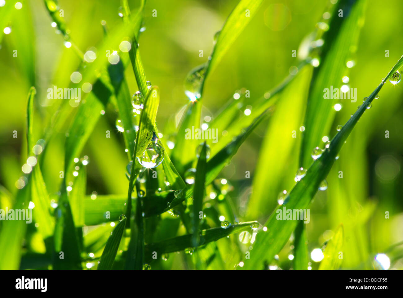 drop on grass Stock Photo - Alamy