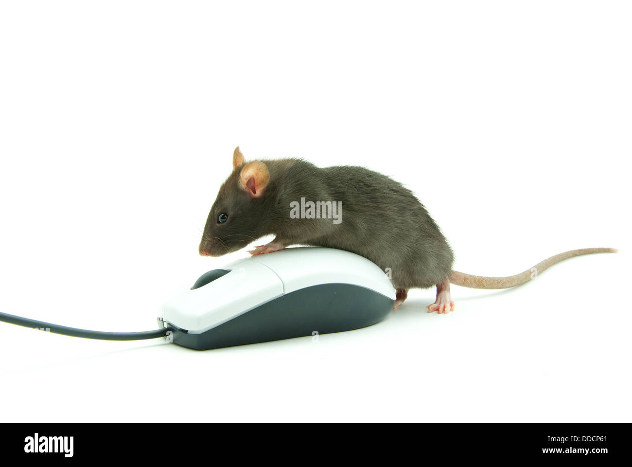 Domestic black mouse hi-res stock photography and images - Alamy
