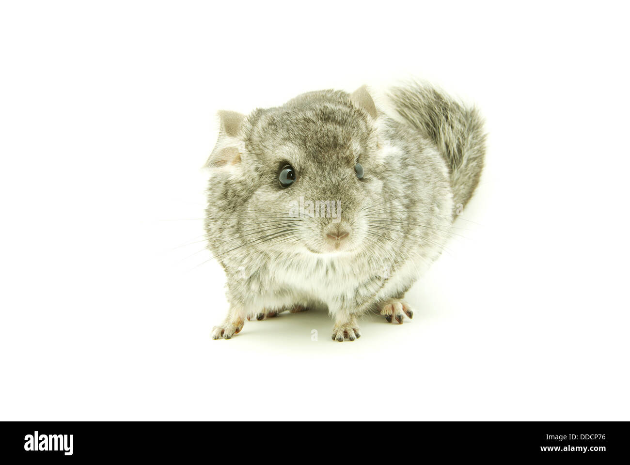 Fur chinchilla hi-res stock photography and images - Alamy