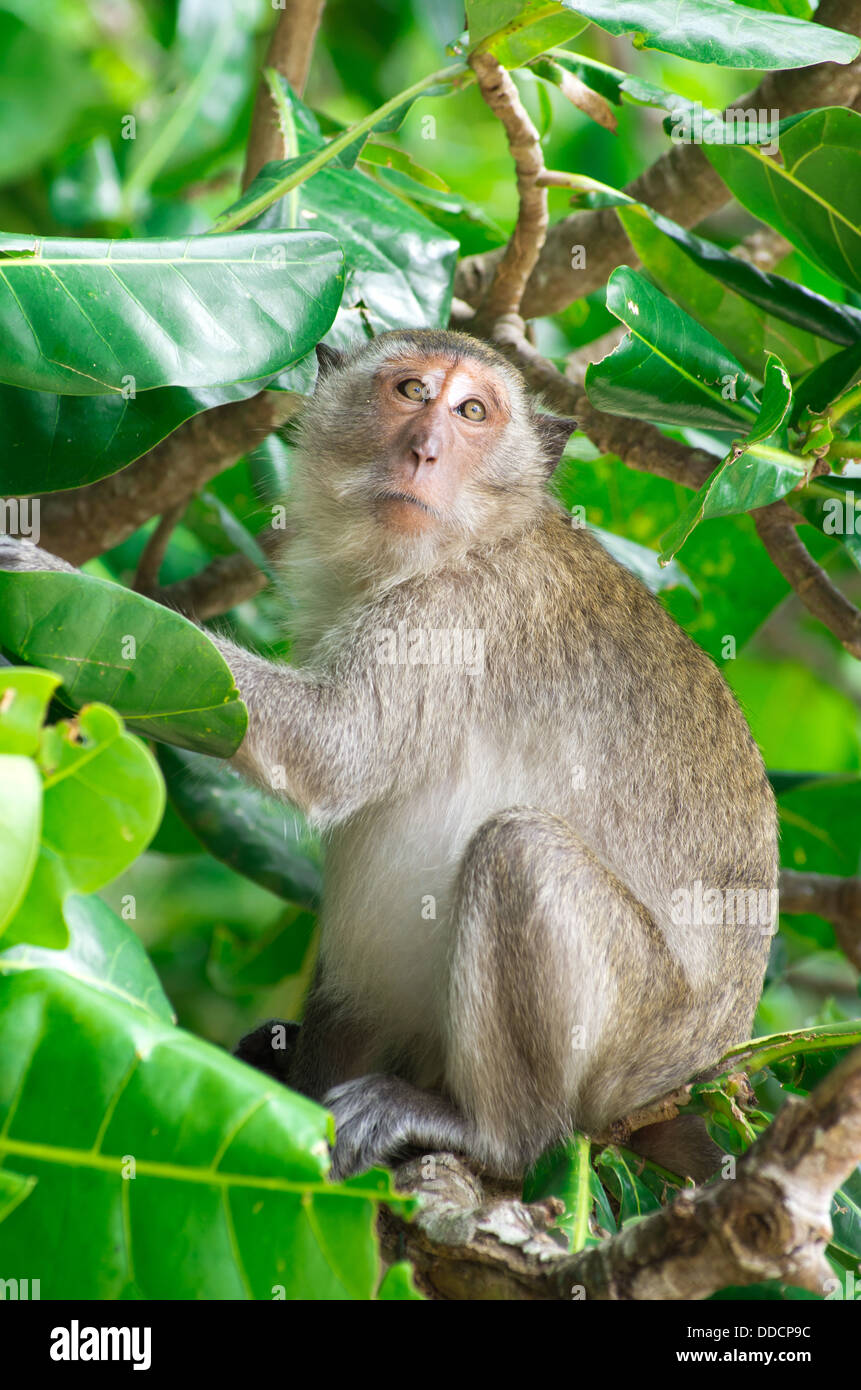 Simian child hi-res stock photography and images - Alamy