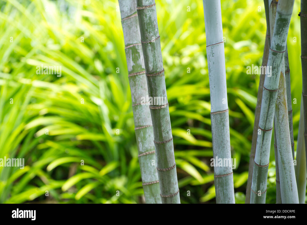 Bamboo tree brown hi-res stock photography and images - Alamy