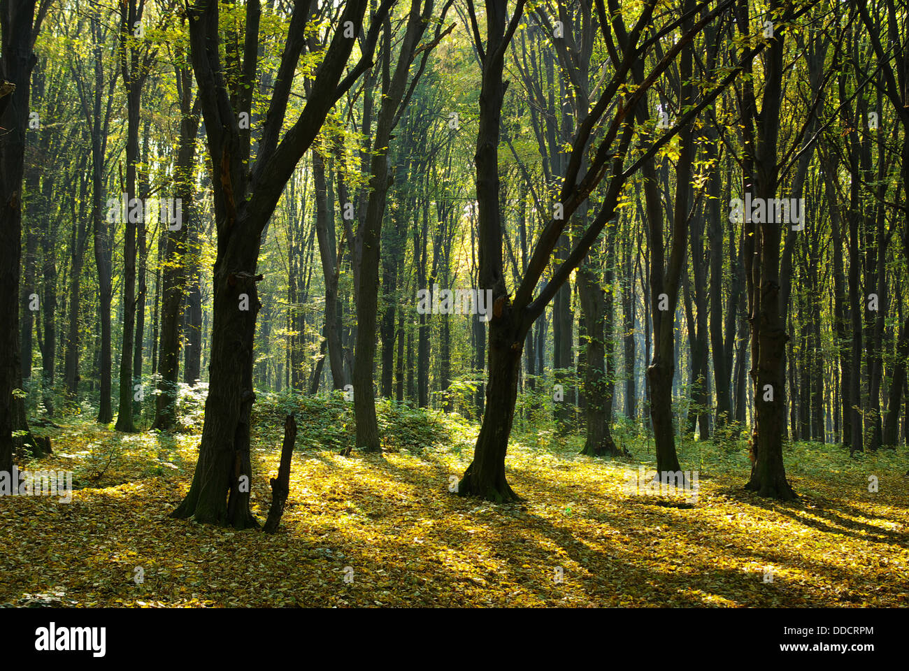 Fall deciduous forest hi-res stock photography and images - Alamy
