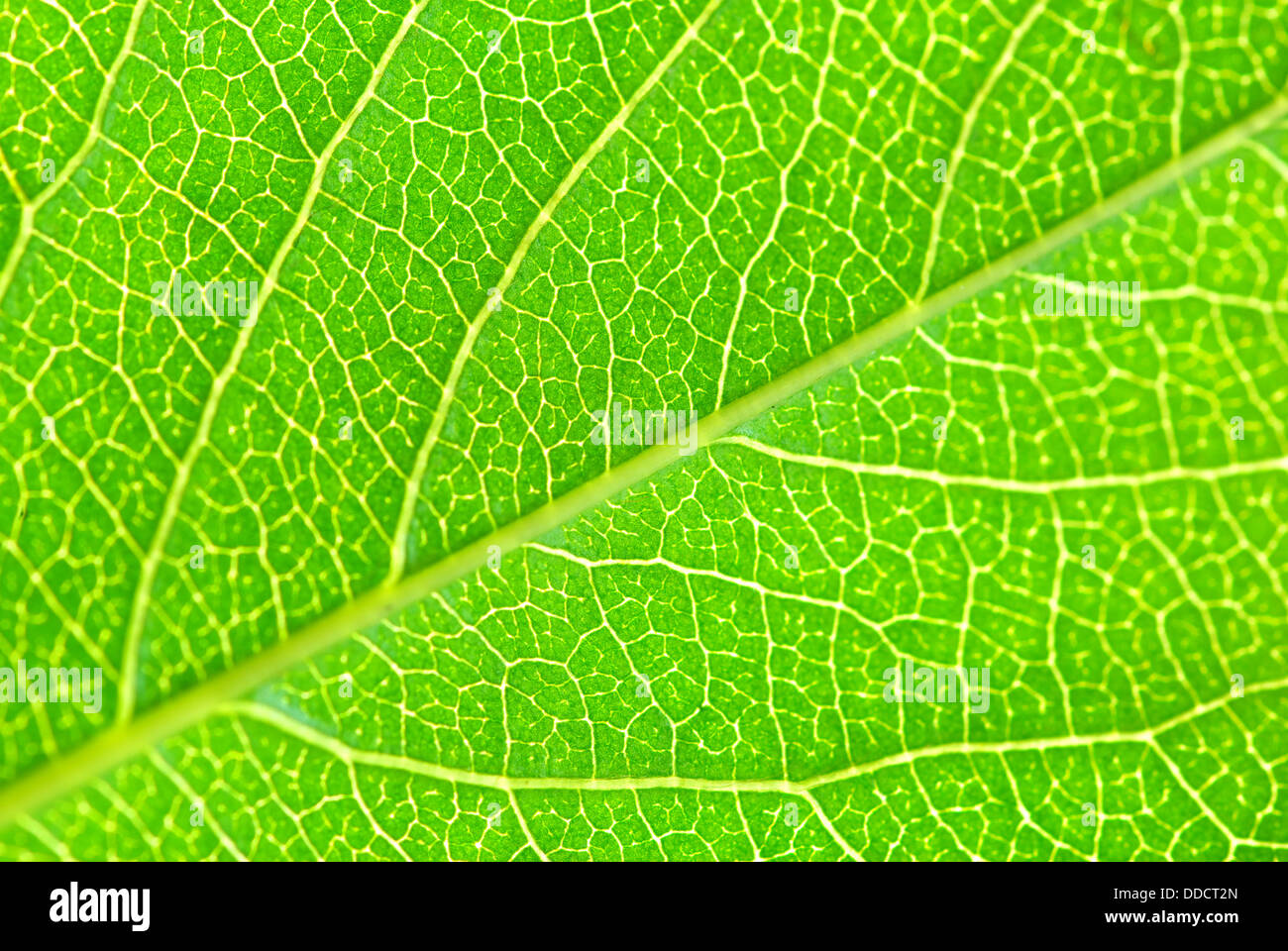 structure of leaf Stock Photo - Alamy