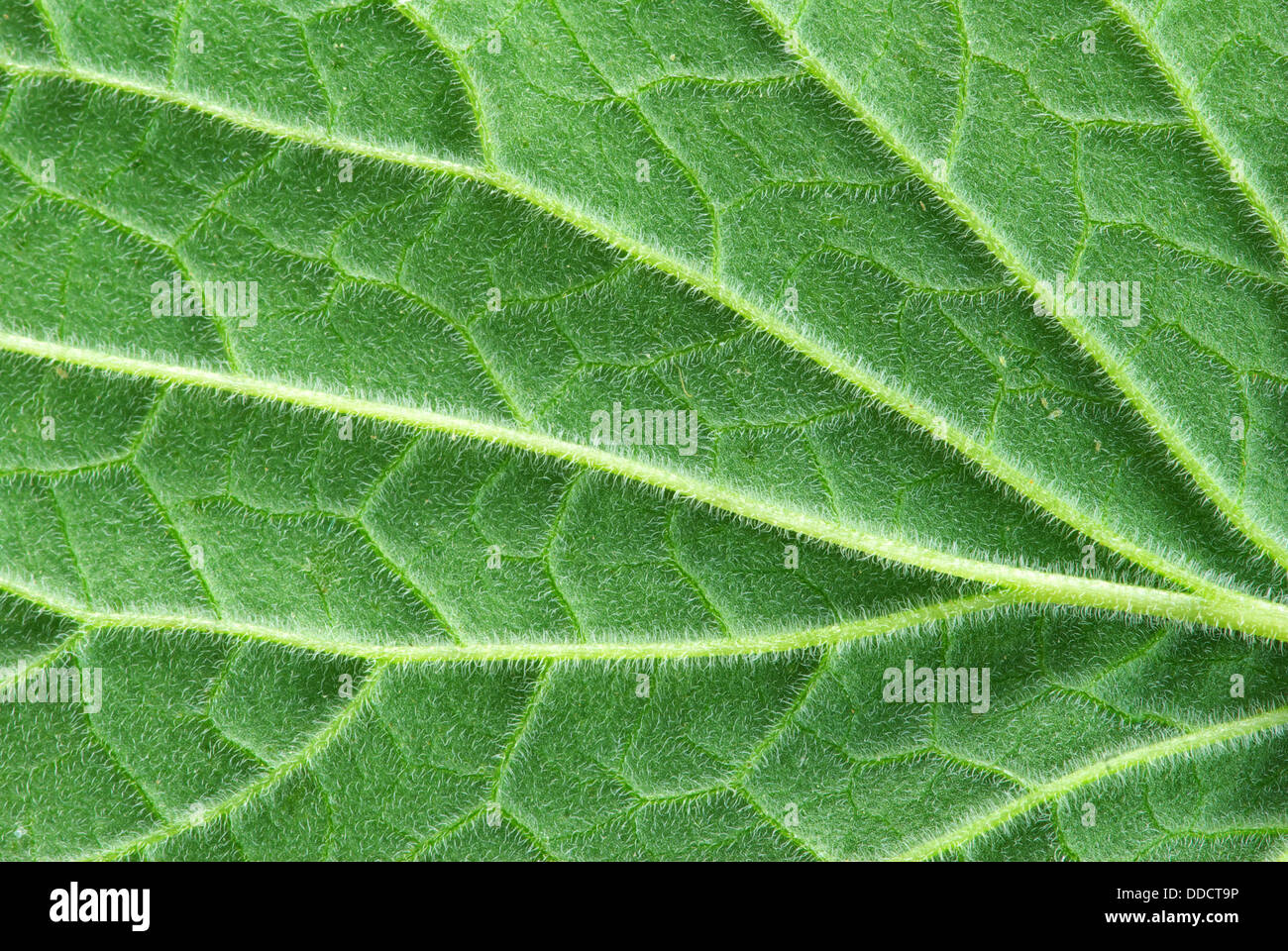 structure of leaf Stock Photo - Alamy