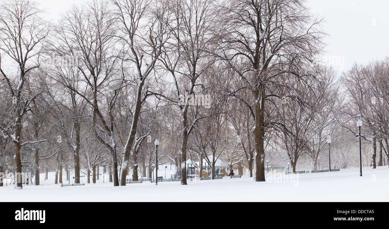 Trees in a park during blizzard, Boston Common, Boston, Suffolk County ...