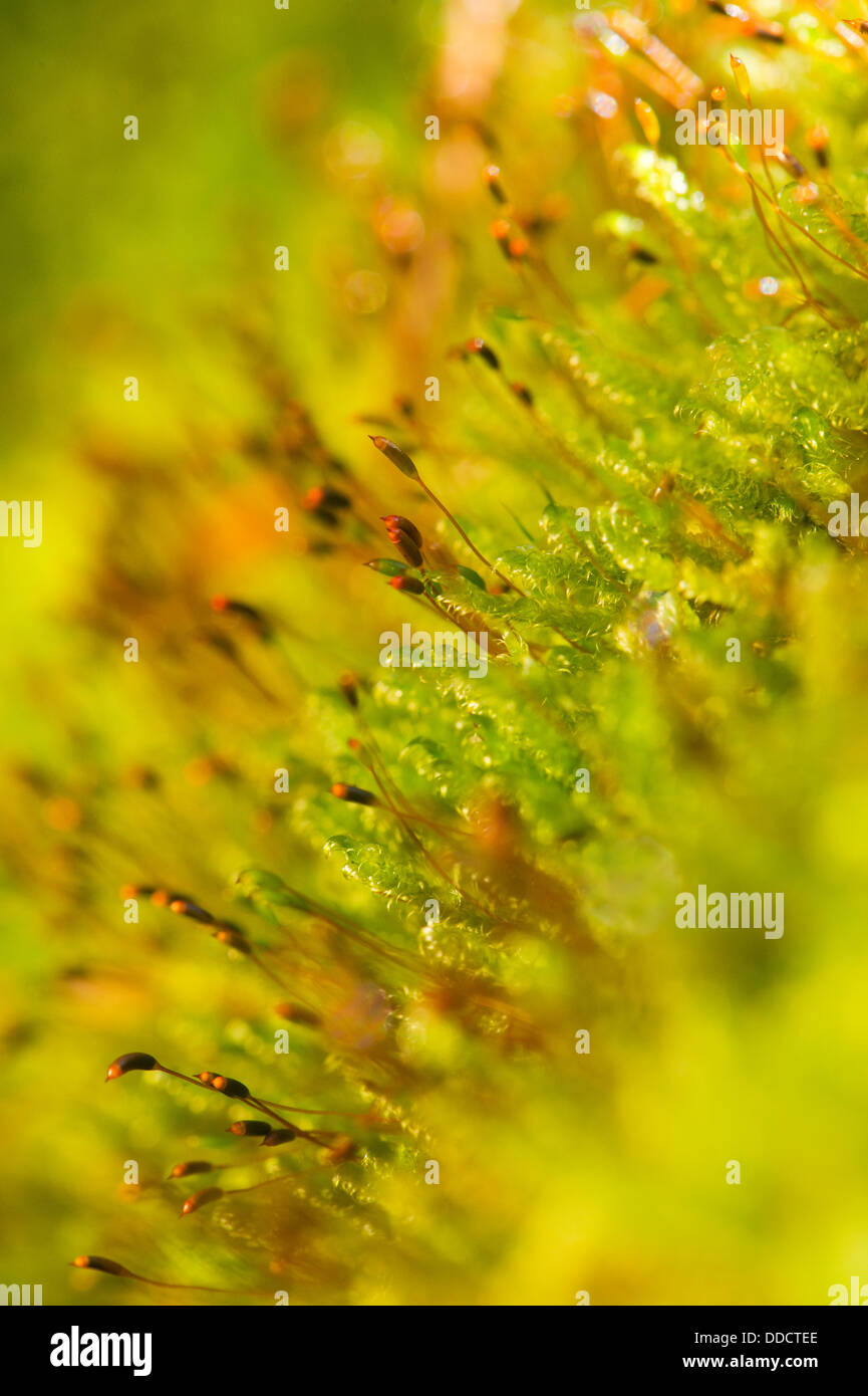 Moss in macro Stock Photo - Alamy