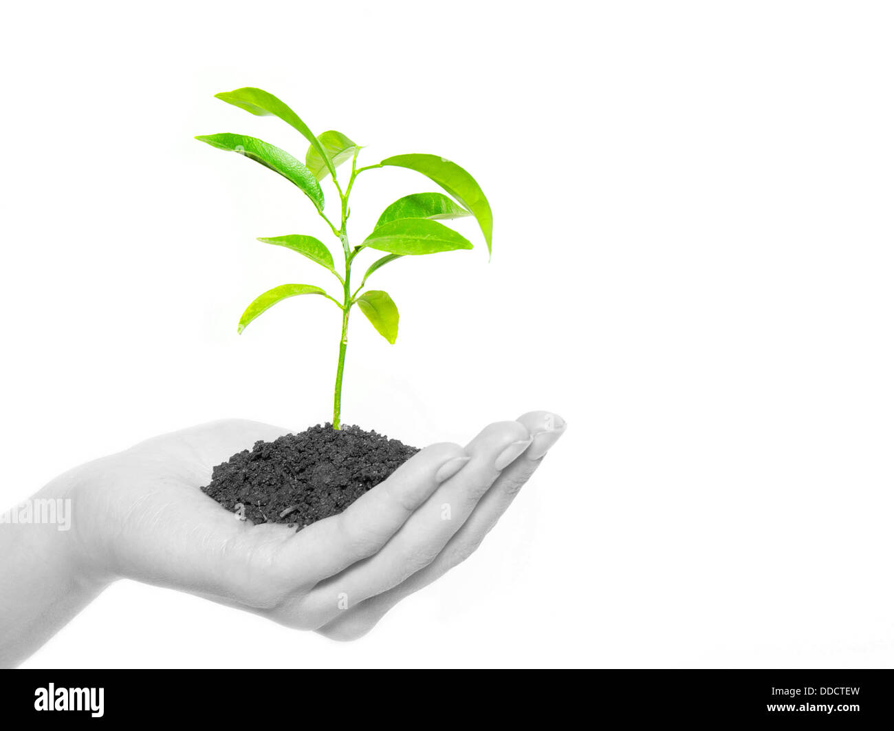 plant in hands Stock Photo - Alamy