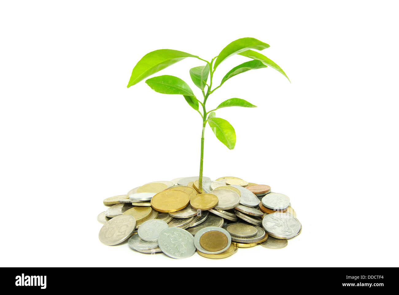Tree with coins in it Cut Out Stock Images & Pictures - Alamy
