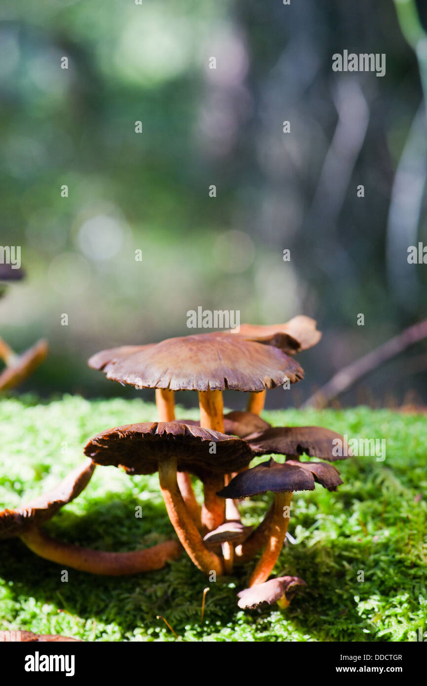 Hepaticus hi-res stock photography and images - Alamy