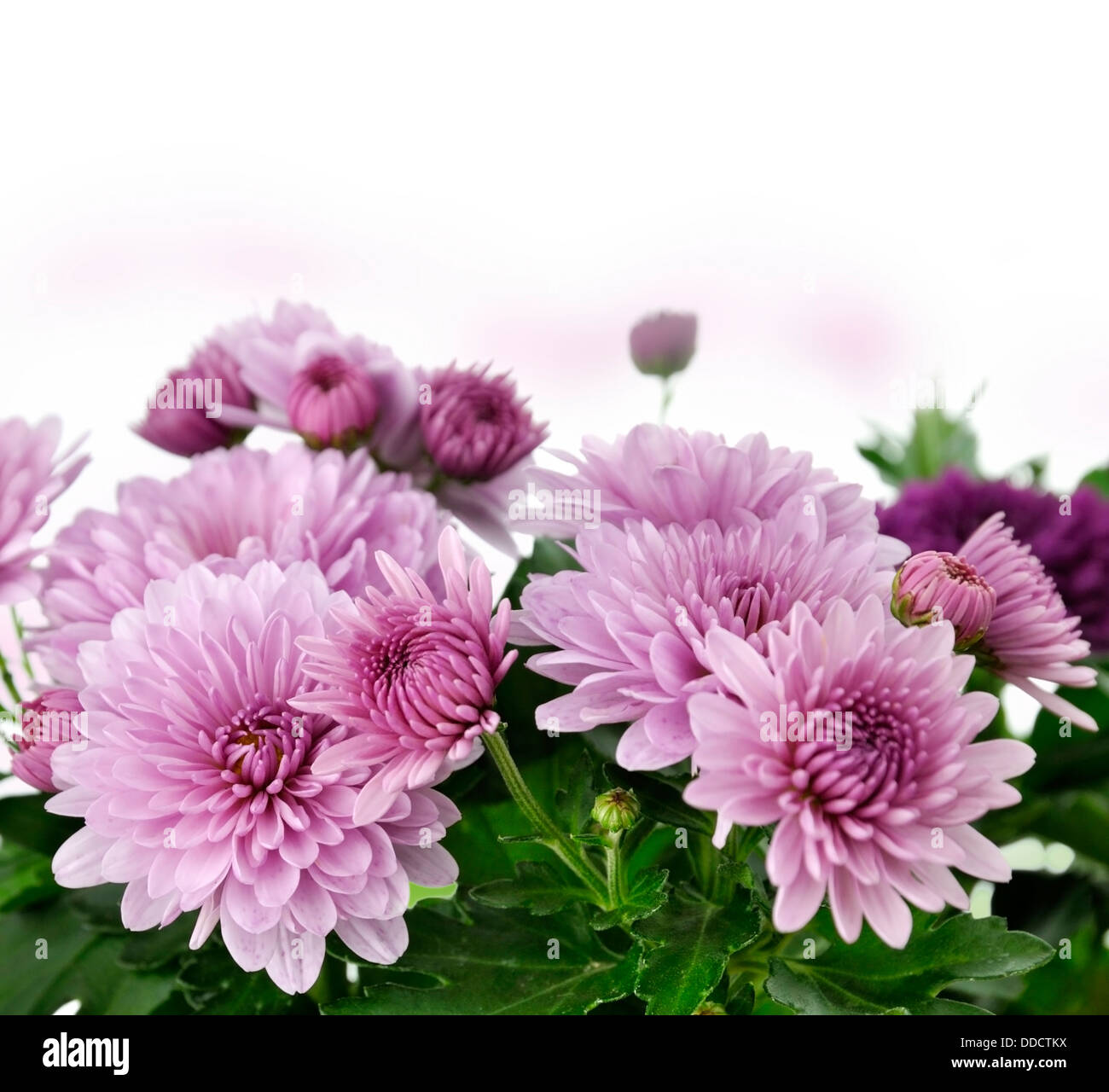 White mum flowers hi-res stock photography and images - Alamy