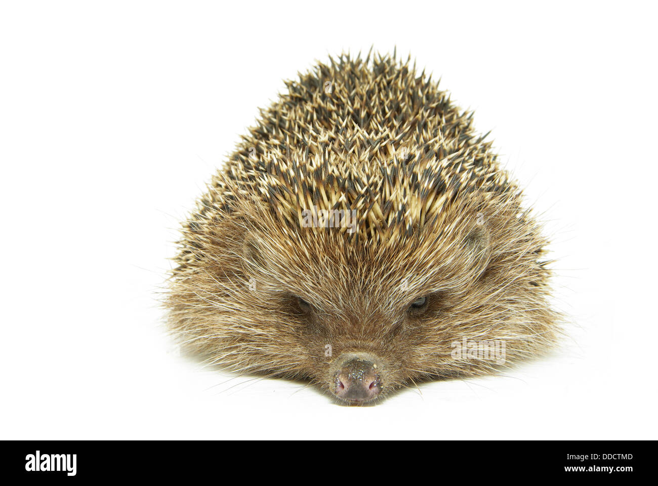 Hairy hedgehog hi-res stock photography and images - Alamy