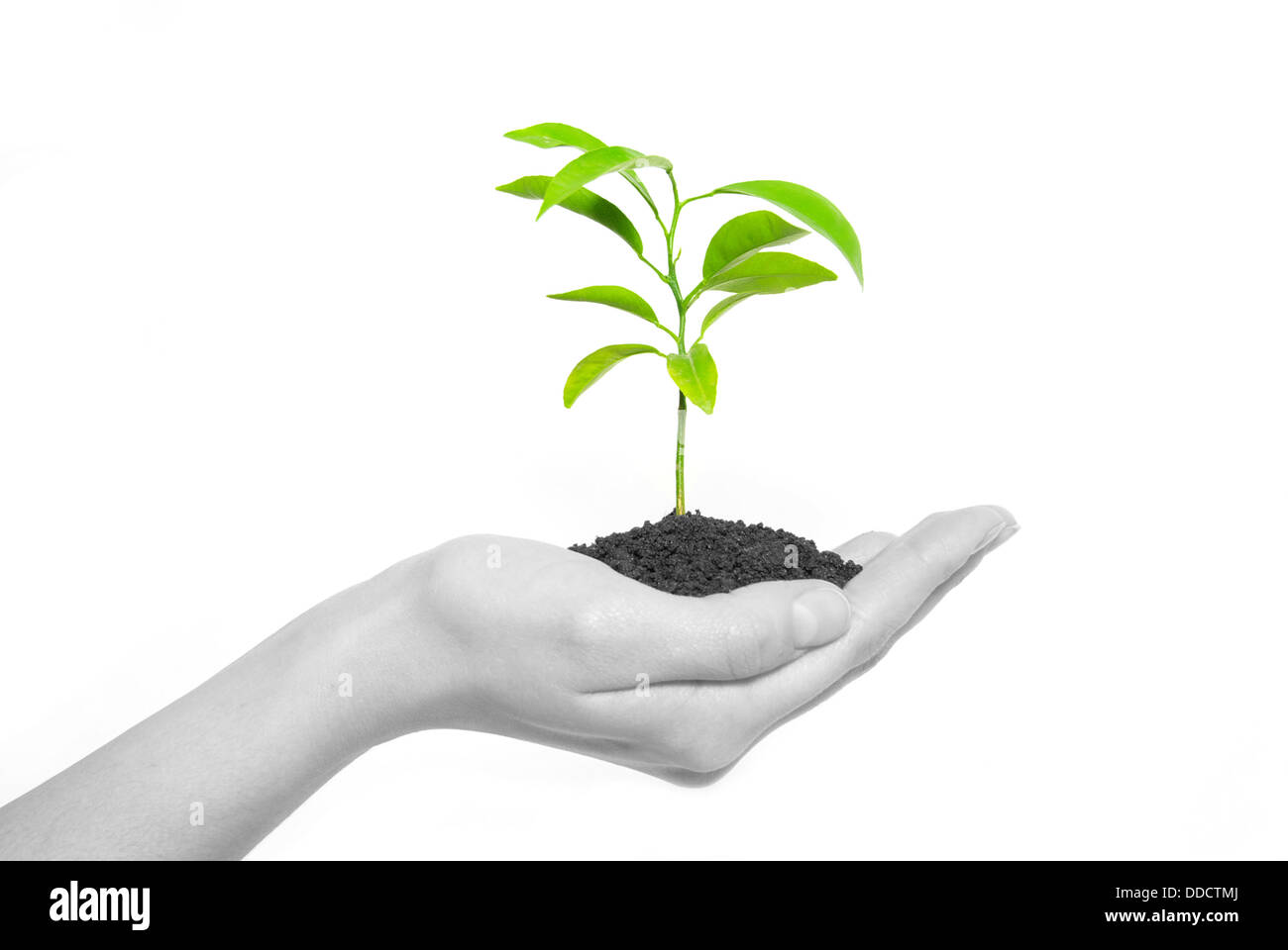 plant in hand Stock Photo - Alamy