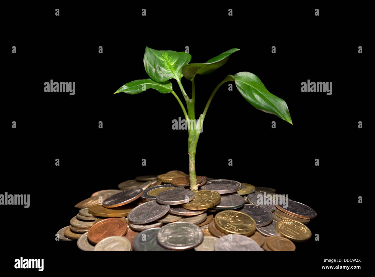 Coins and plant Stock Photo - Alamy