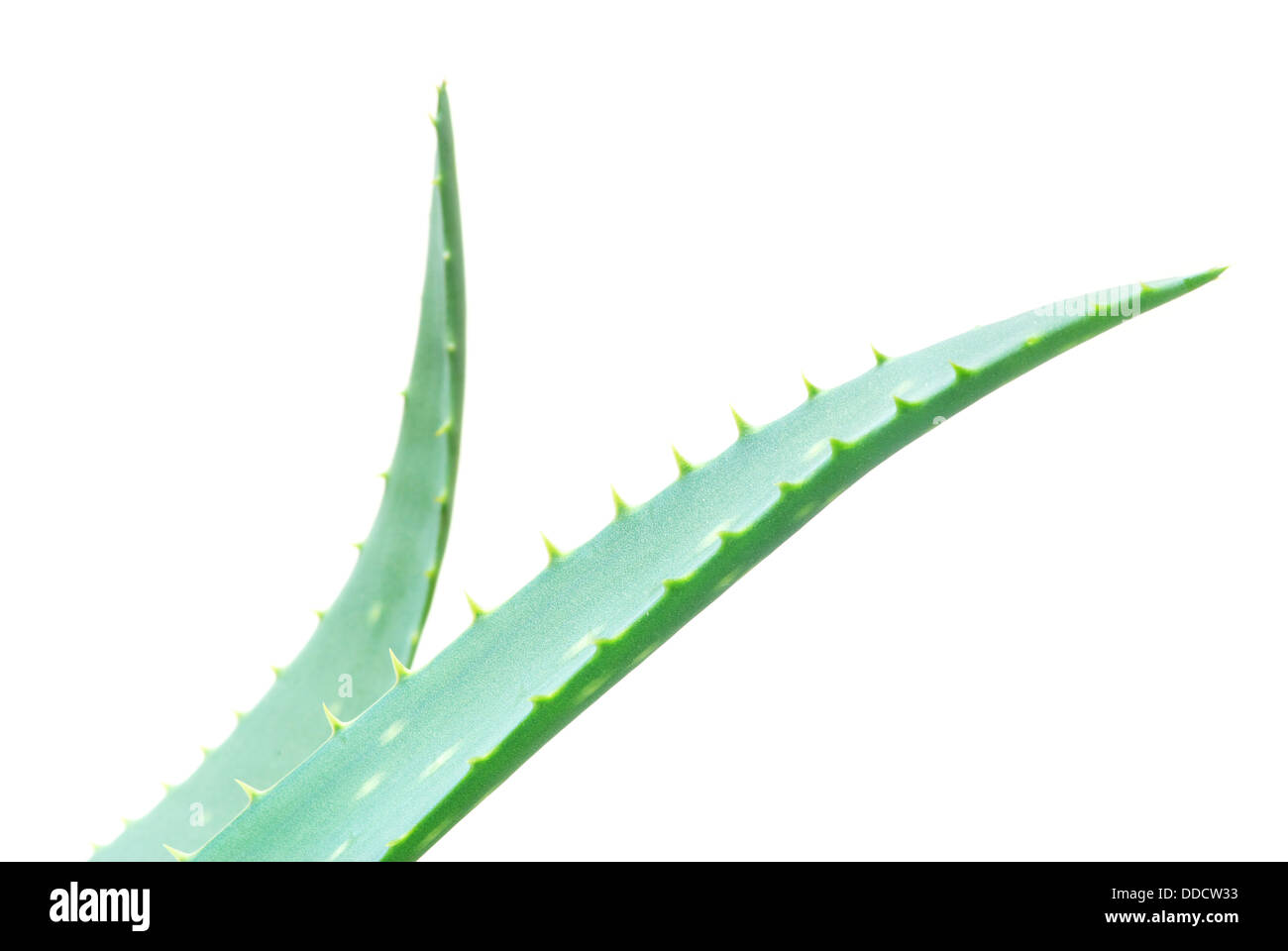 Aloe spike Cut Out Stock Images & Pictures - Alamy