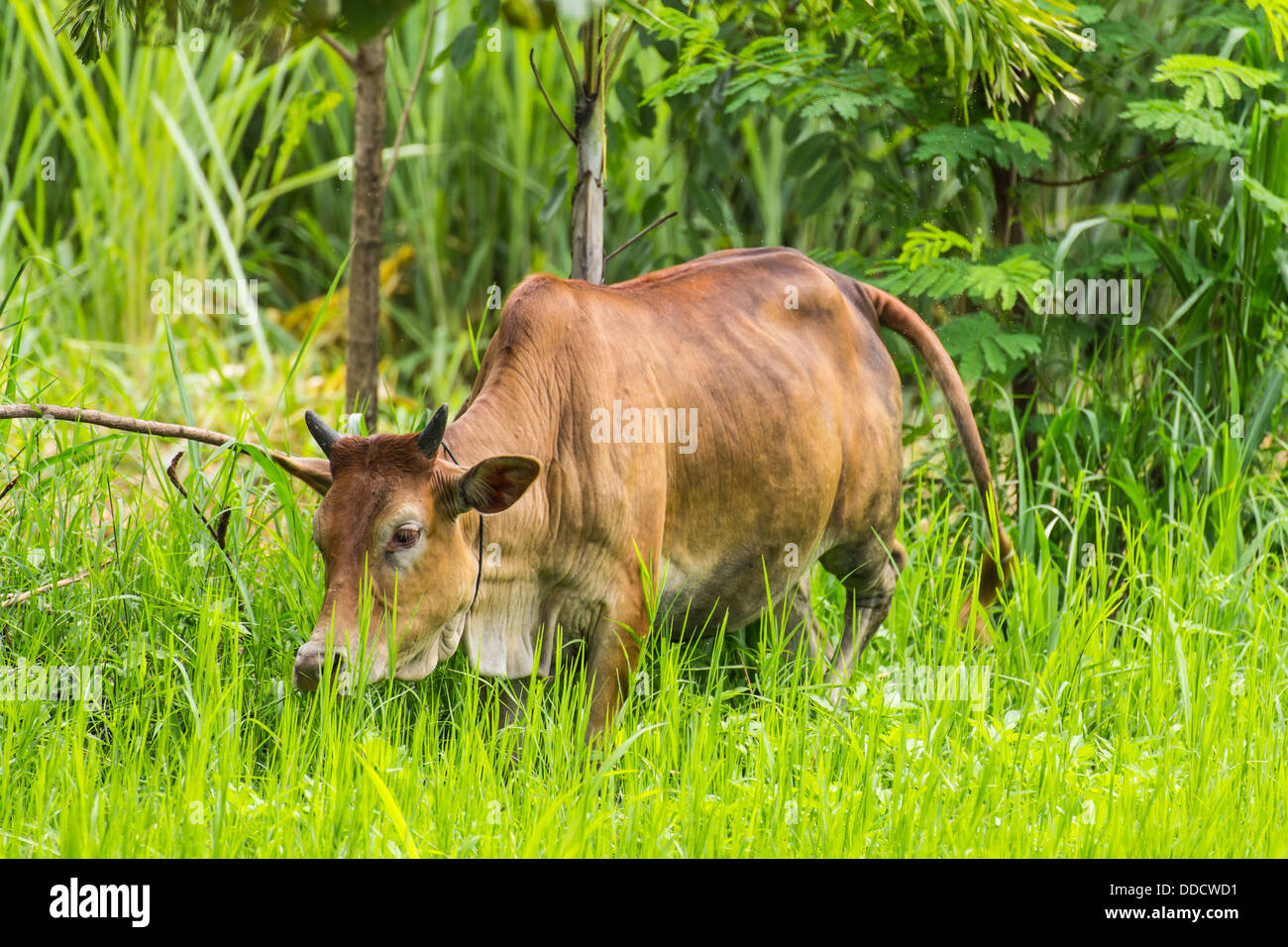 Brown cow eating in pasture Stock Photo - Alamy
