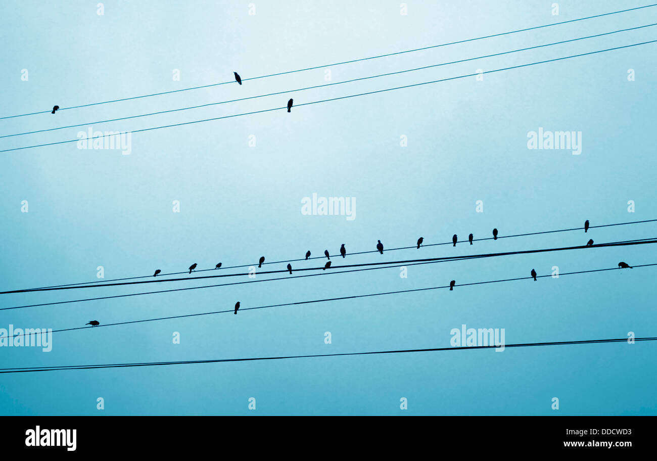 Birds on a wire Stock Photo - Alamy