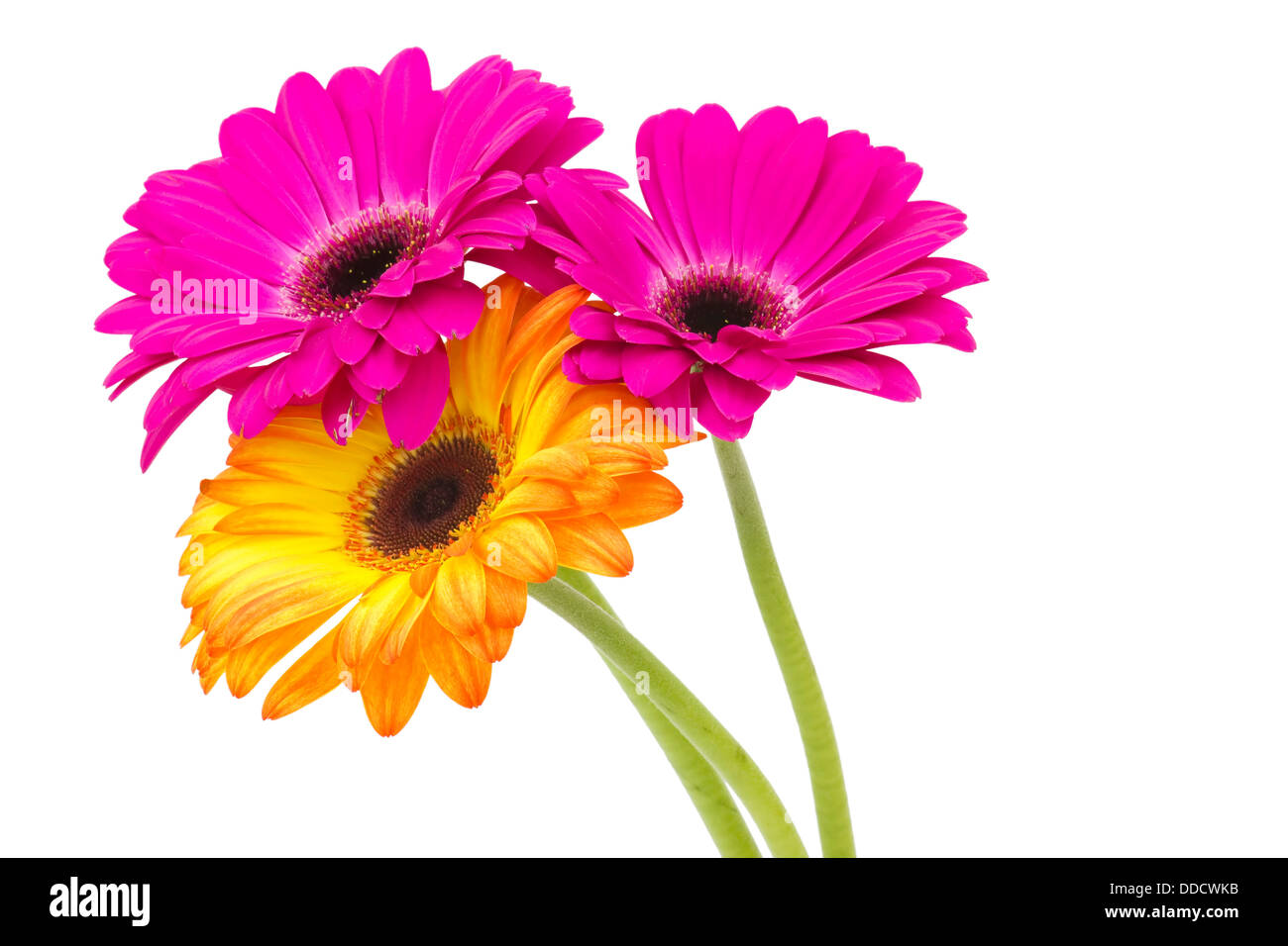 Close up bunch daisies Cut Out Stock Images & Pictures - Alamy