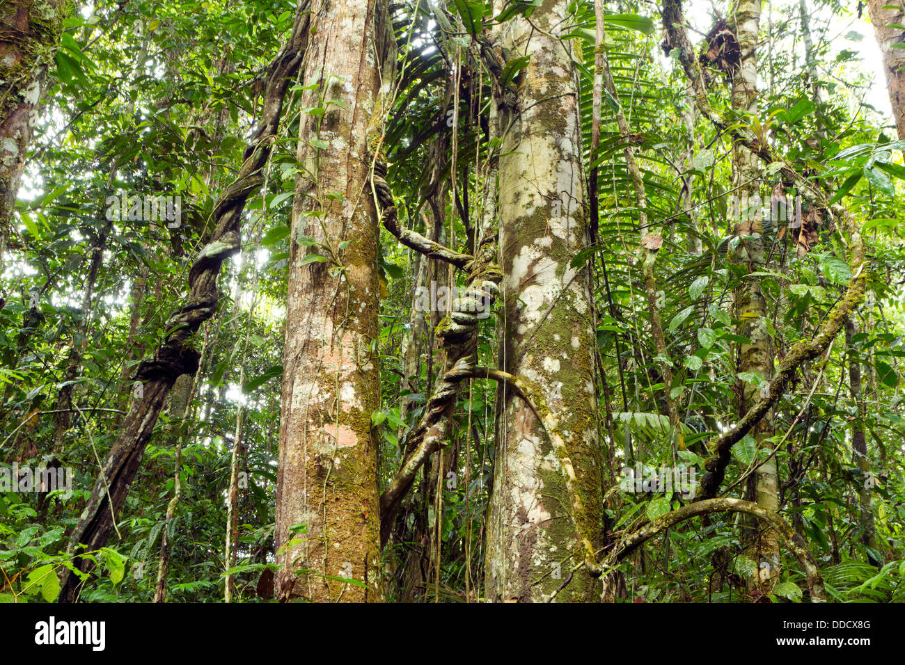 Tree trunks in tropical rainforest, Ecuador hung with lianas Stock ...