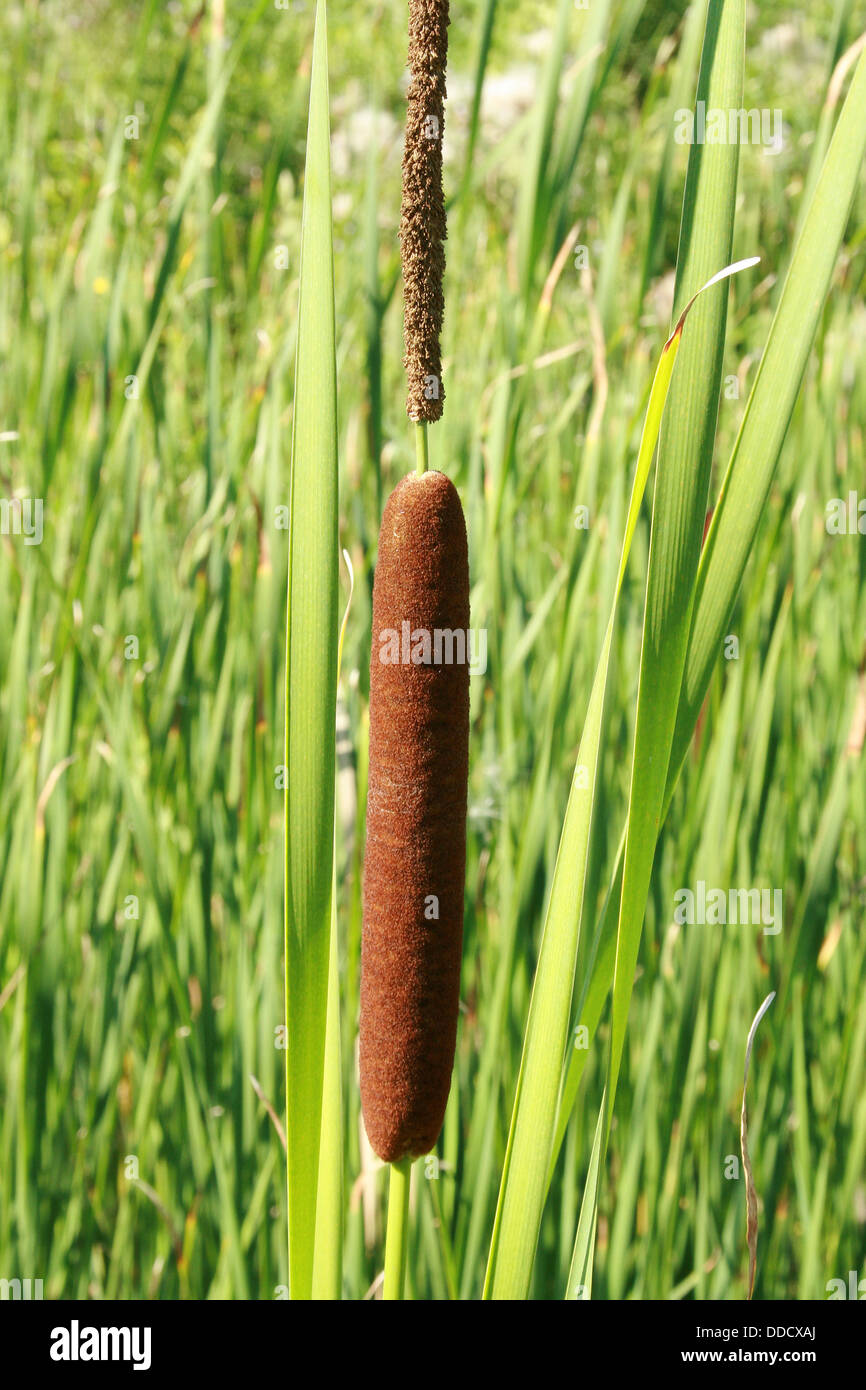 Bull rush hi-res stock photography and images - Alamy