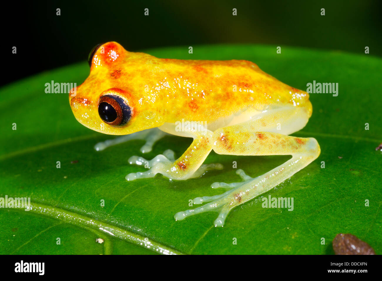 Jungle Nymph High Resolution Stock Photography and Images - Alamy