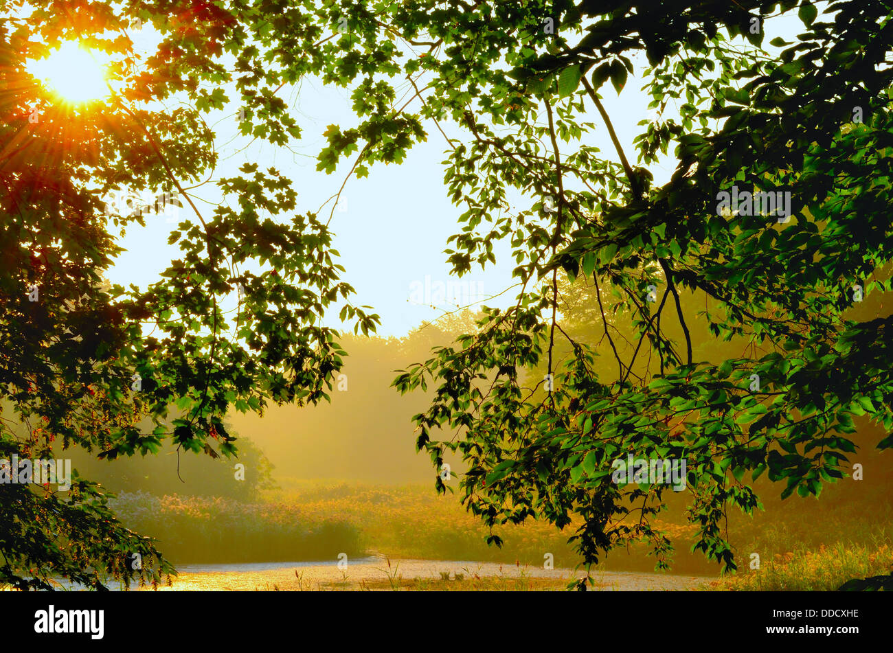 Morning sunrise coming through the trees in the woods Stock Photo - Alamy