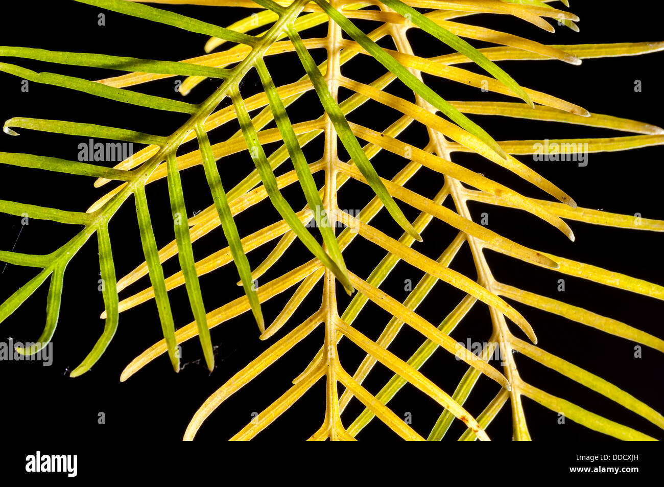 Abstract, network dry yellow leaves, isolated on Black background Stock ...
