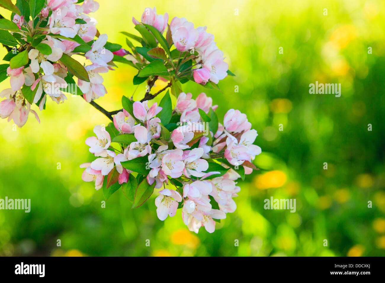 Cherry Blossom trees in spring at the Arnold Arboretum, Boston ...