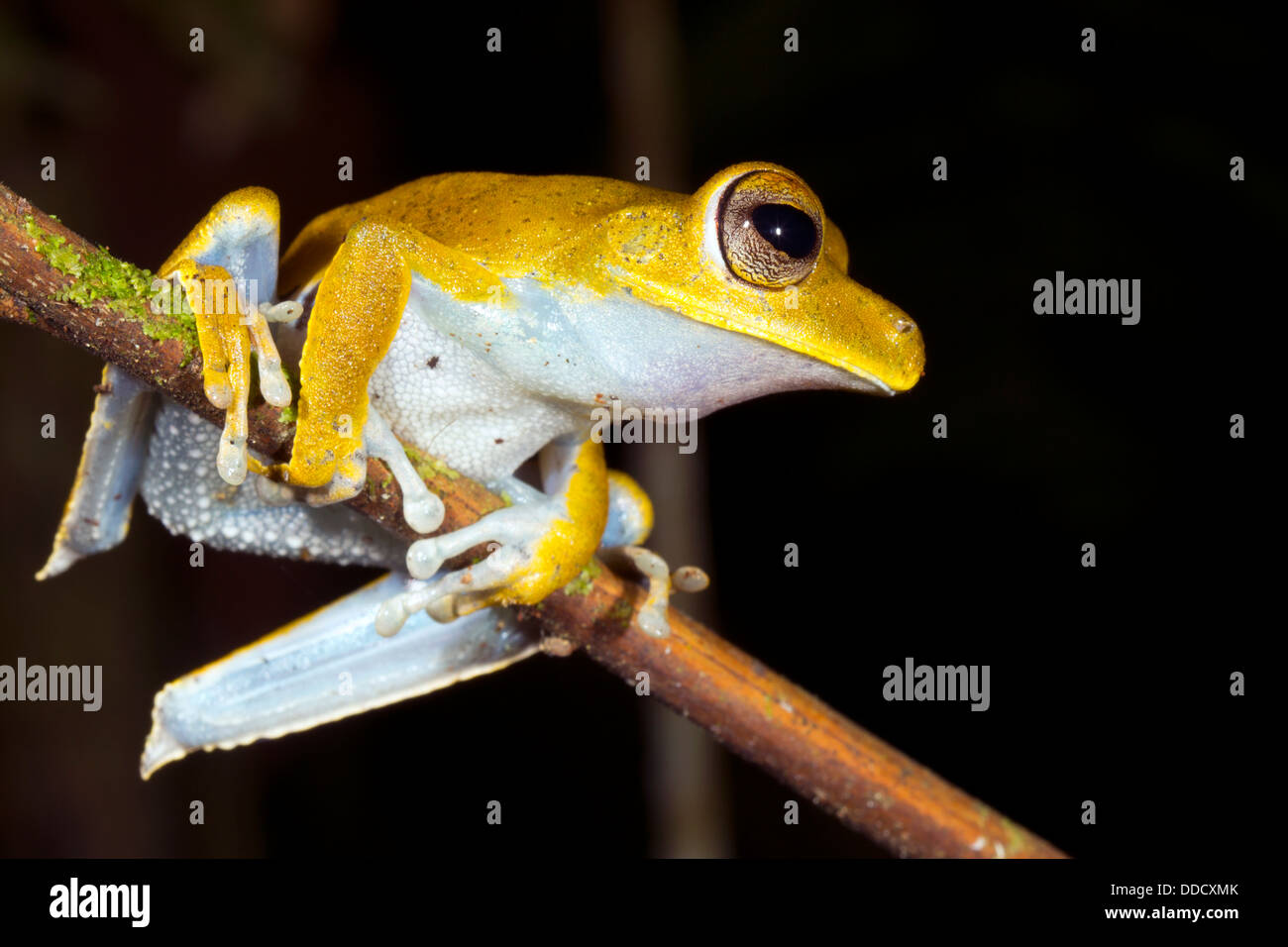 Convict treefrog (Hypsiboas calcaratus) on a branch at night, Ecuador ...