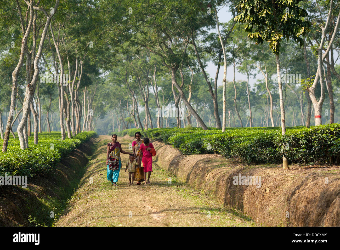 A Hindu family of women walk through the paths in the tea gardens ...