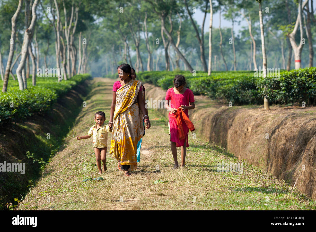 A Hindu family of women walk through the paths in the tea gardens ...