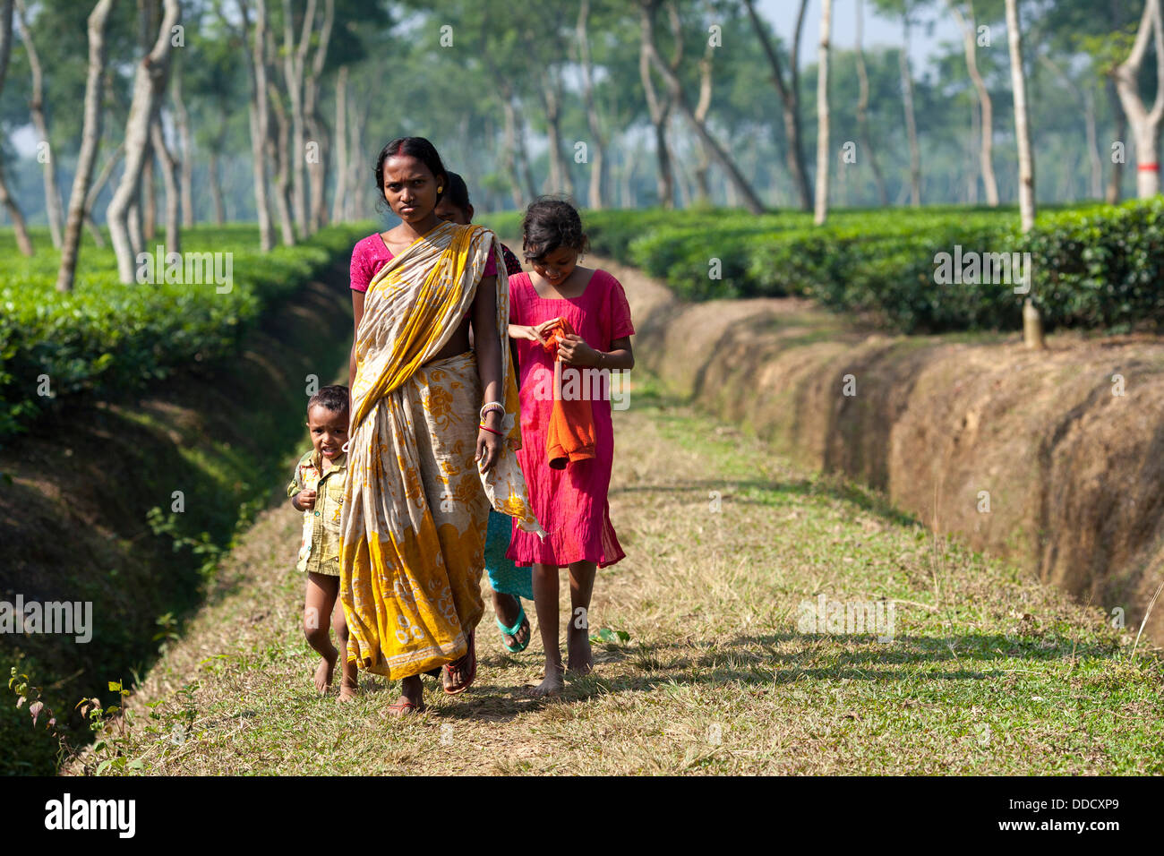 A Hindu family of women walk through the paths in the tea gardens ...