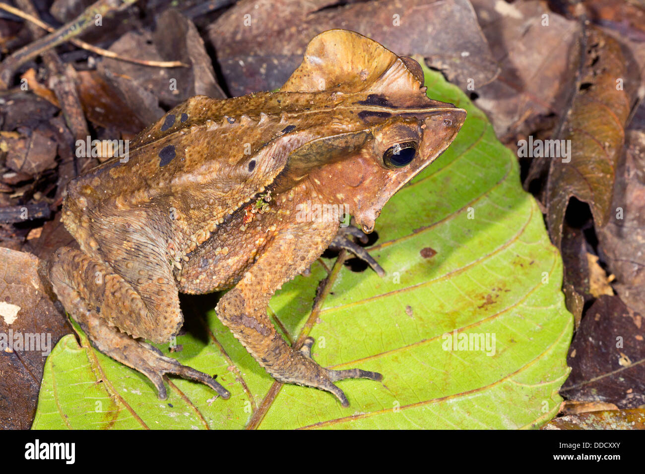 Crested Forest Toad (Rhinella margaritifer) on the rainforest floor ...