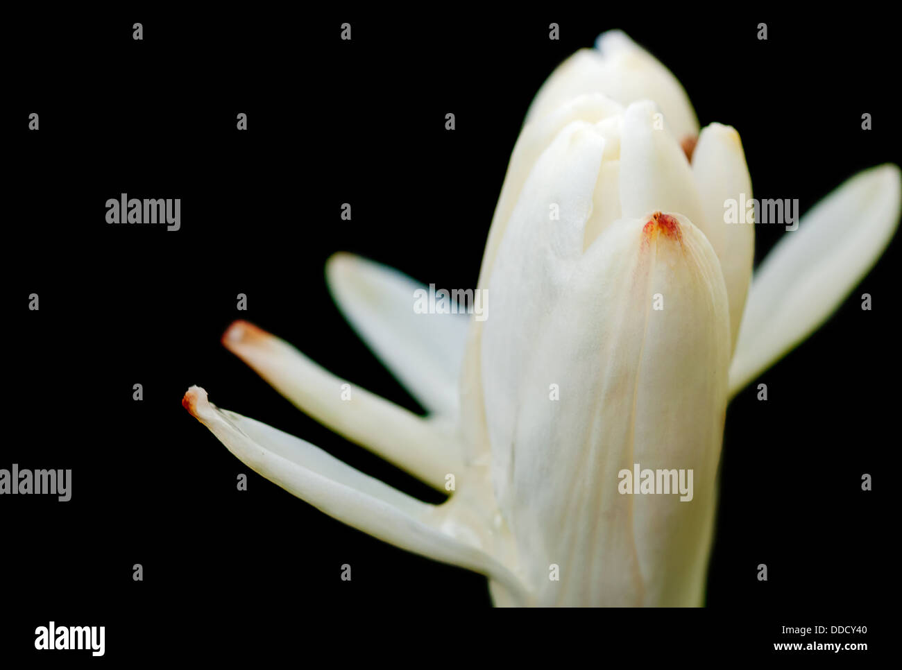 Tuberose flowers hi-res stock photography and images - Alamy