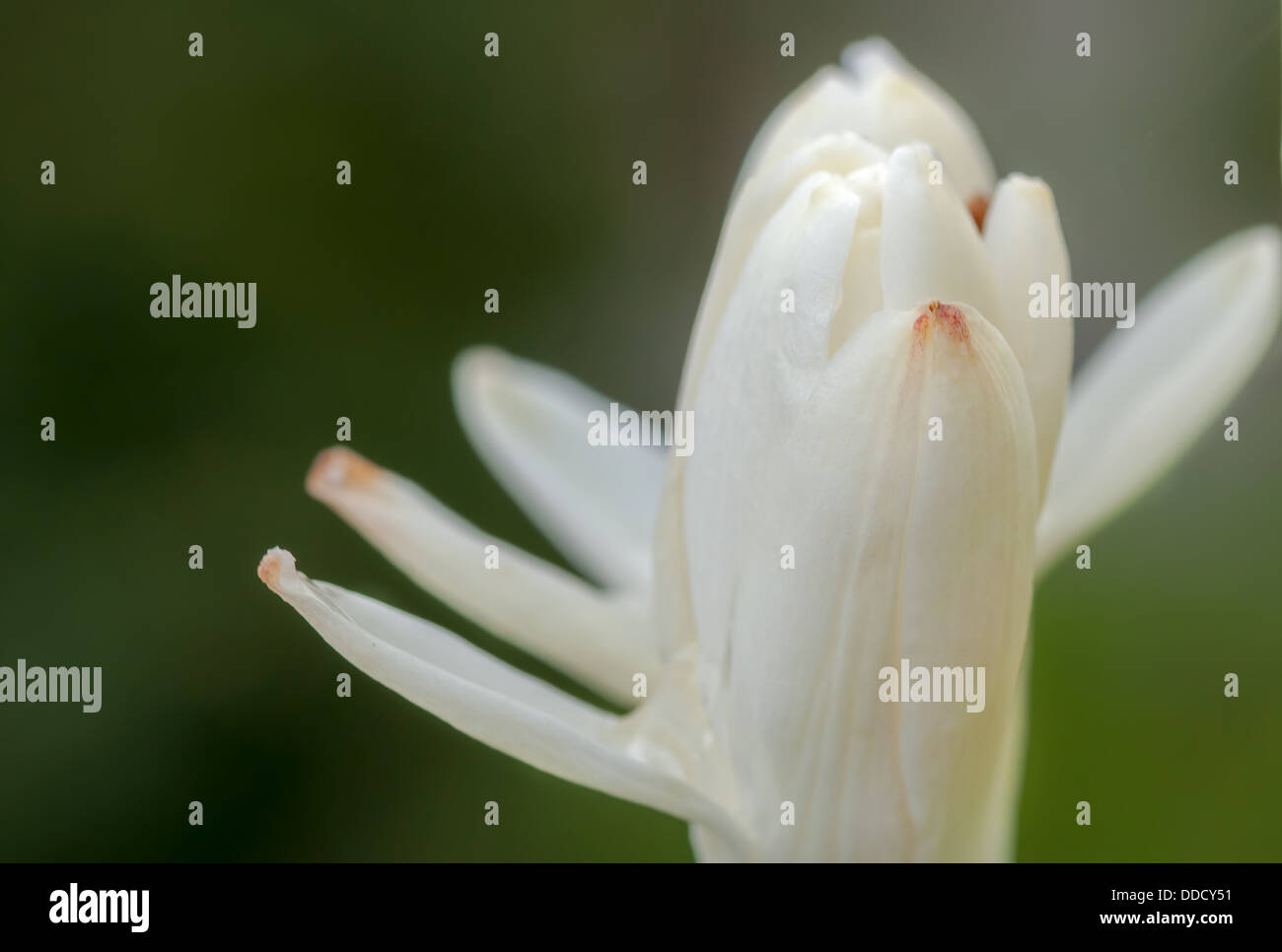 Polianthes tuberosa hi-res stock photography and images - Alamy