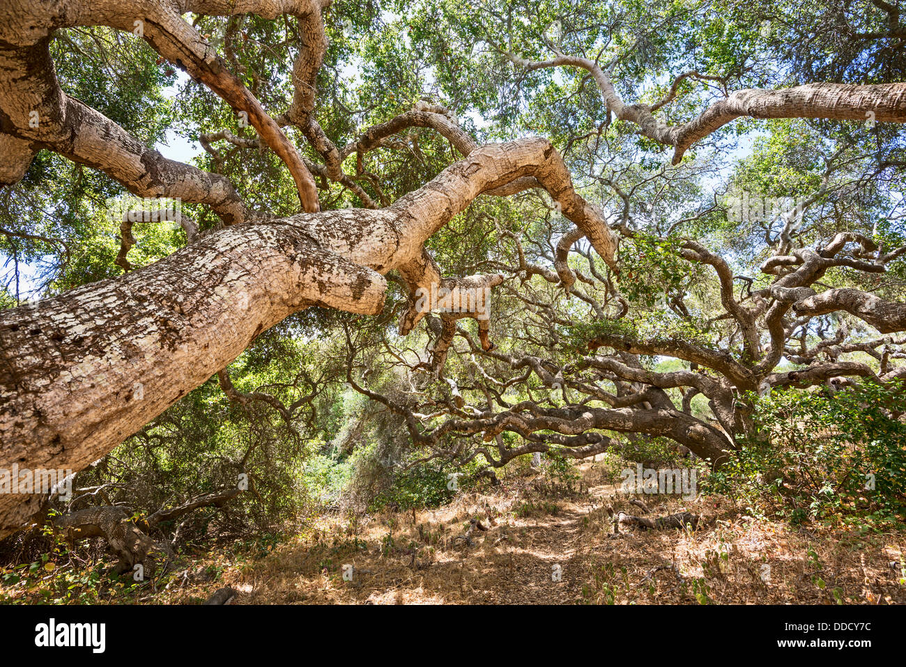 The magical and mysterious trees of the Los Osos Oak State Natural ...