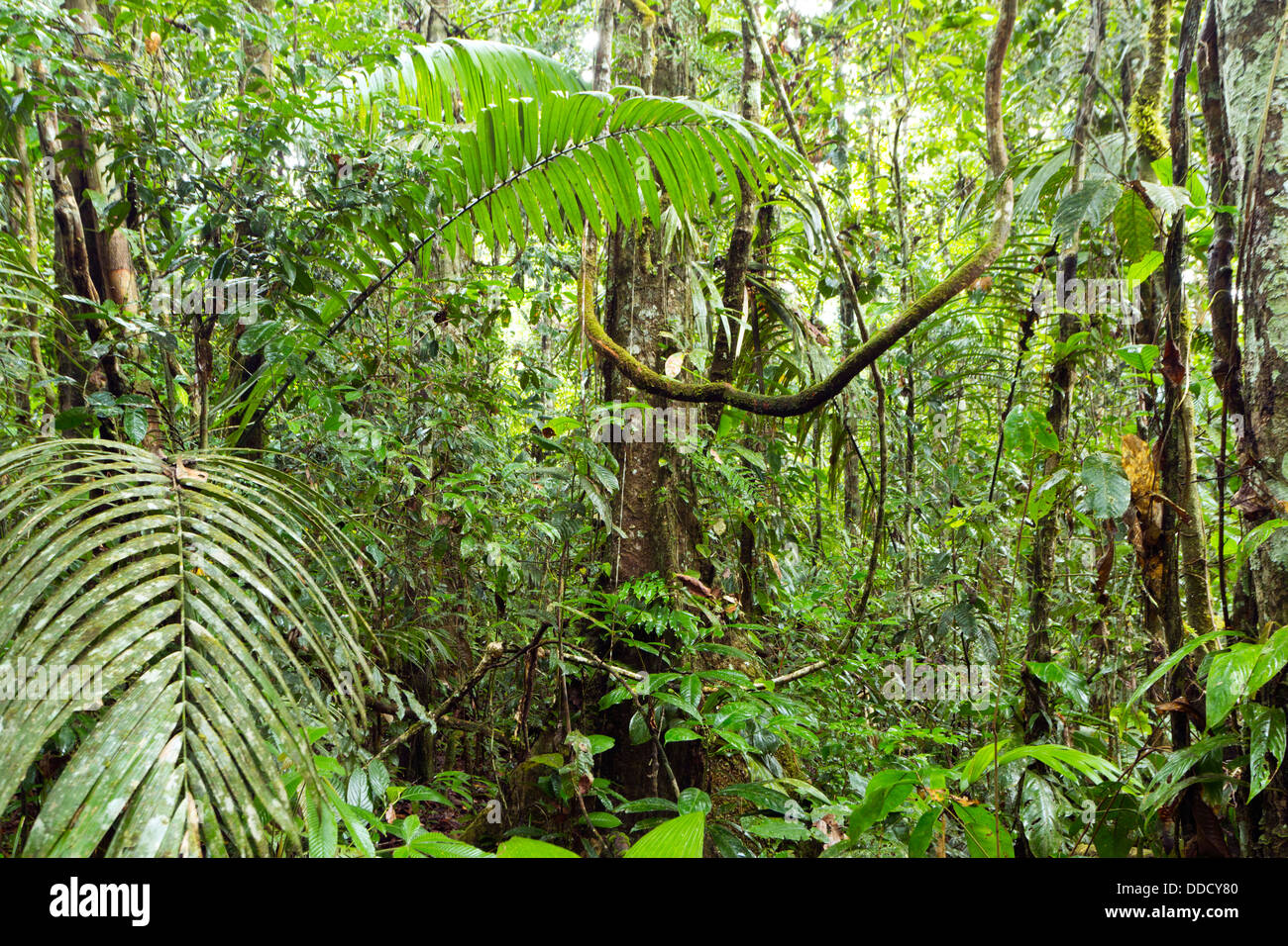 Interior of primary rainforest in Ecuador with palms and liana Stock ...