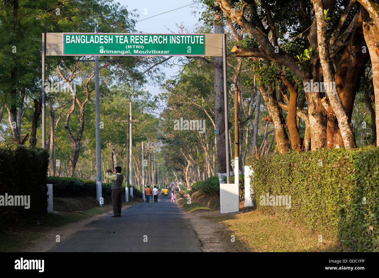 Bangladesh tea research institute hi-res stock photography and images ...
