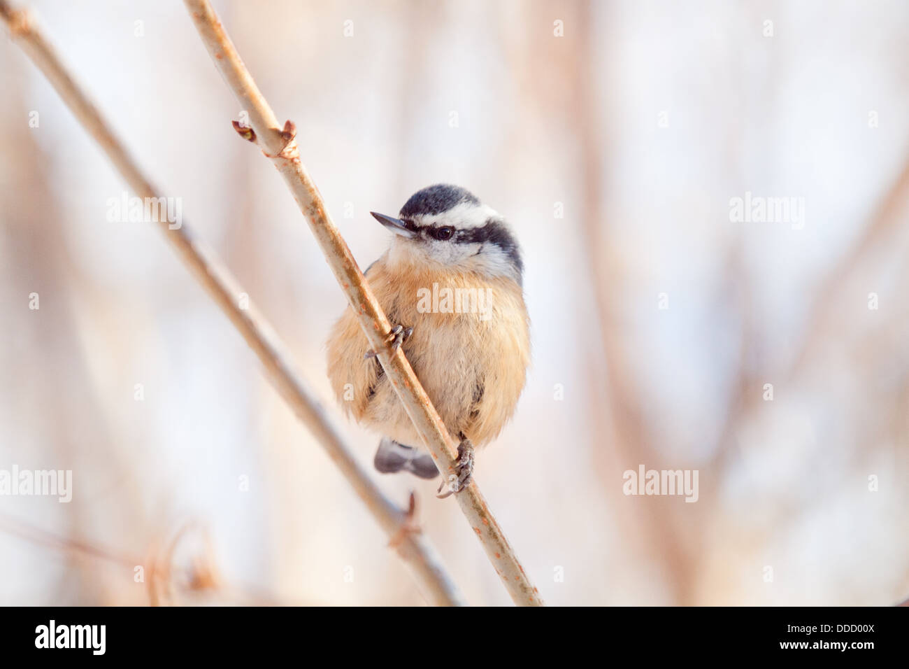 A cute little female Red-breasted nuthatch tries to stay warm on a very ...