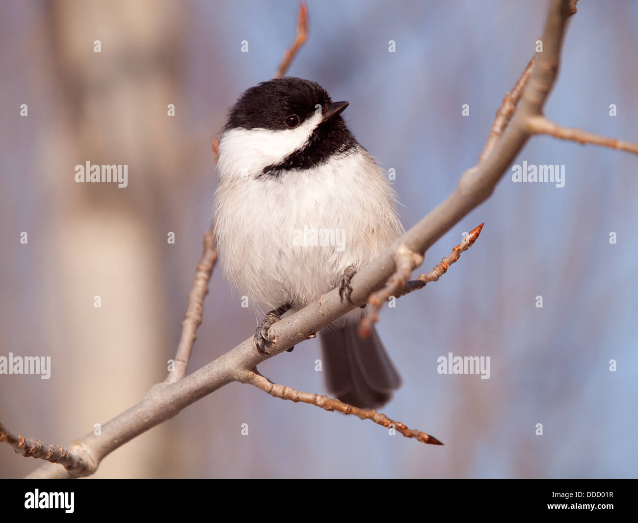 A cute, fluffy Black-capped chickadee Stock Photo - Alamy