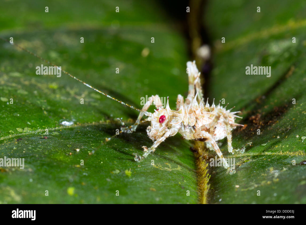 Newly hatched cricket hi-res stock photography and images - Alamy