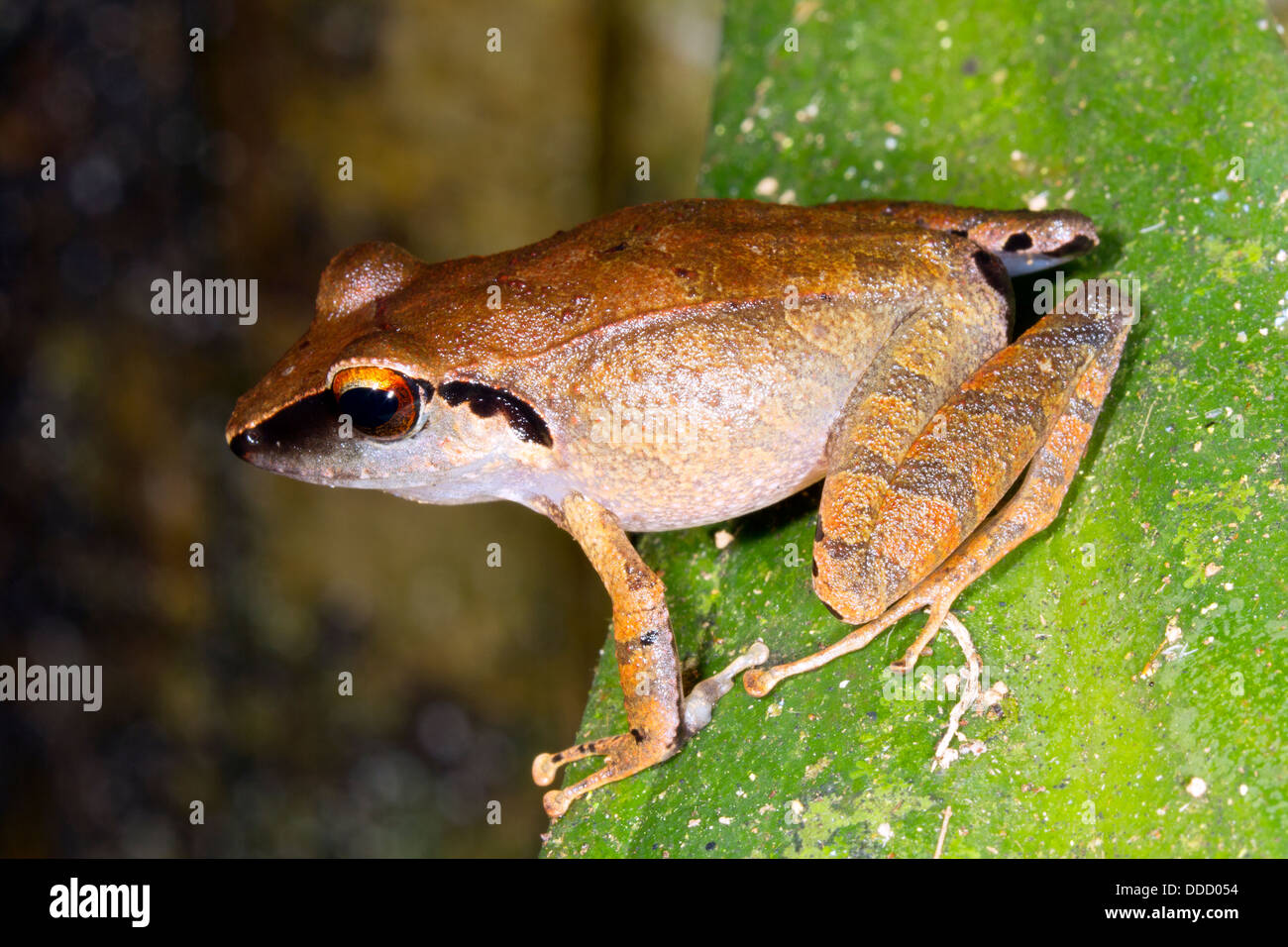 Peruvian Rain Frog (Pristimantis peruvianus). Male in calling position ...