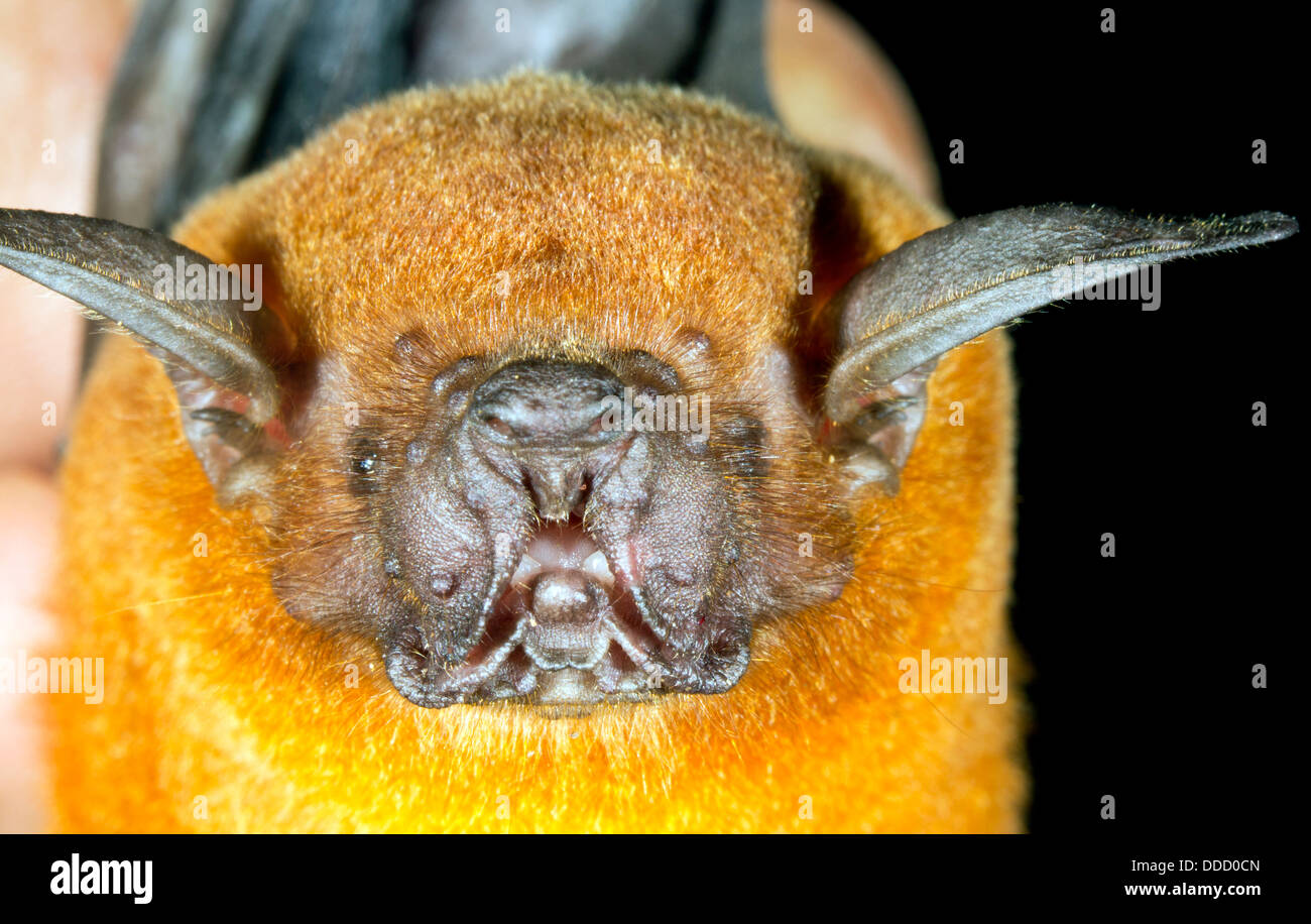 Bulldog bat hi-res stock photography and images - Alamy