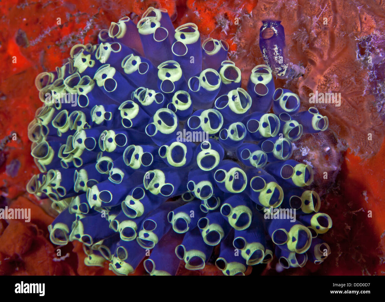 Cluster of blue tunicates with bright yellow collar on orange ...