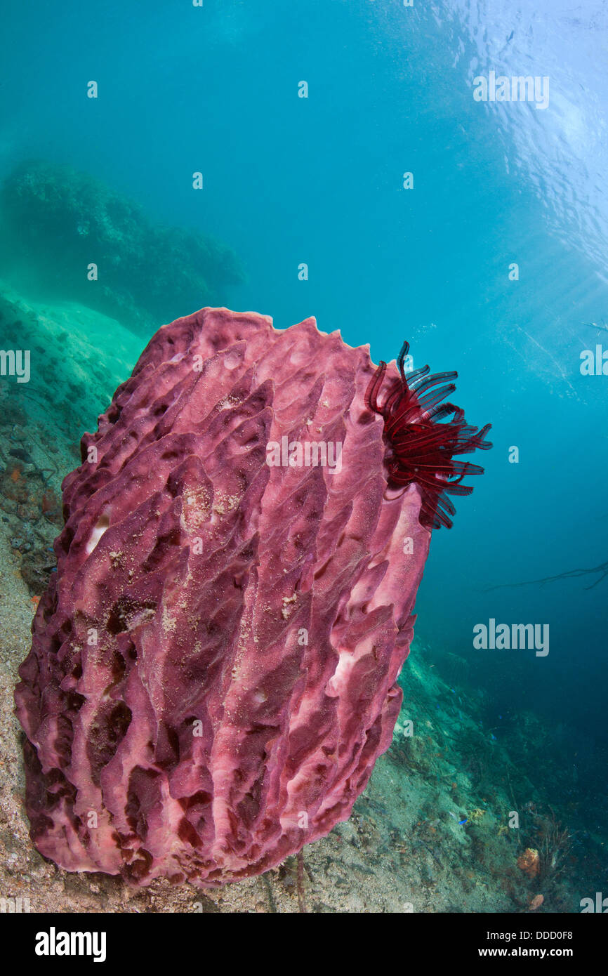 Red barrel sponge with attached feather star backlit by blue water at ...
